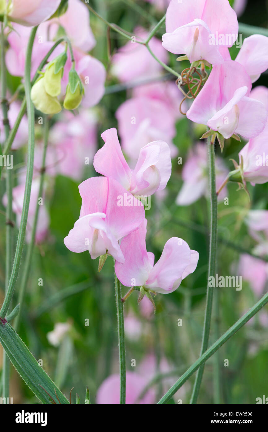 Scott blumen -Fotos und -Bildmaterial in hoher Auflösung – Alamy