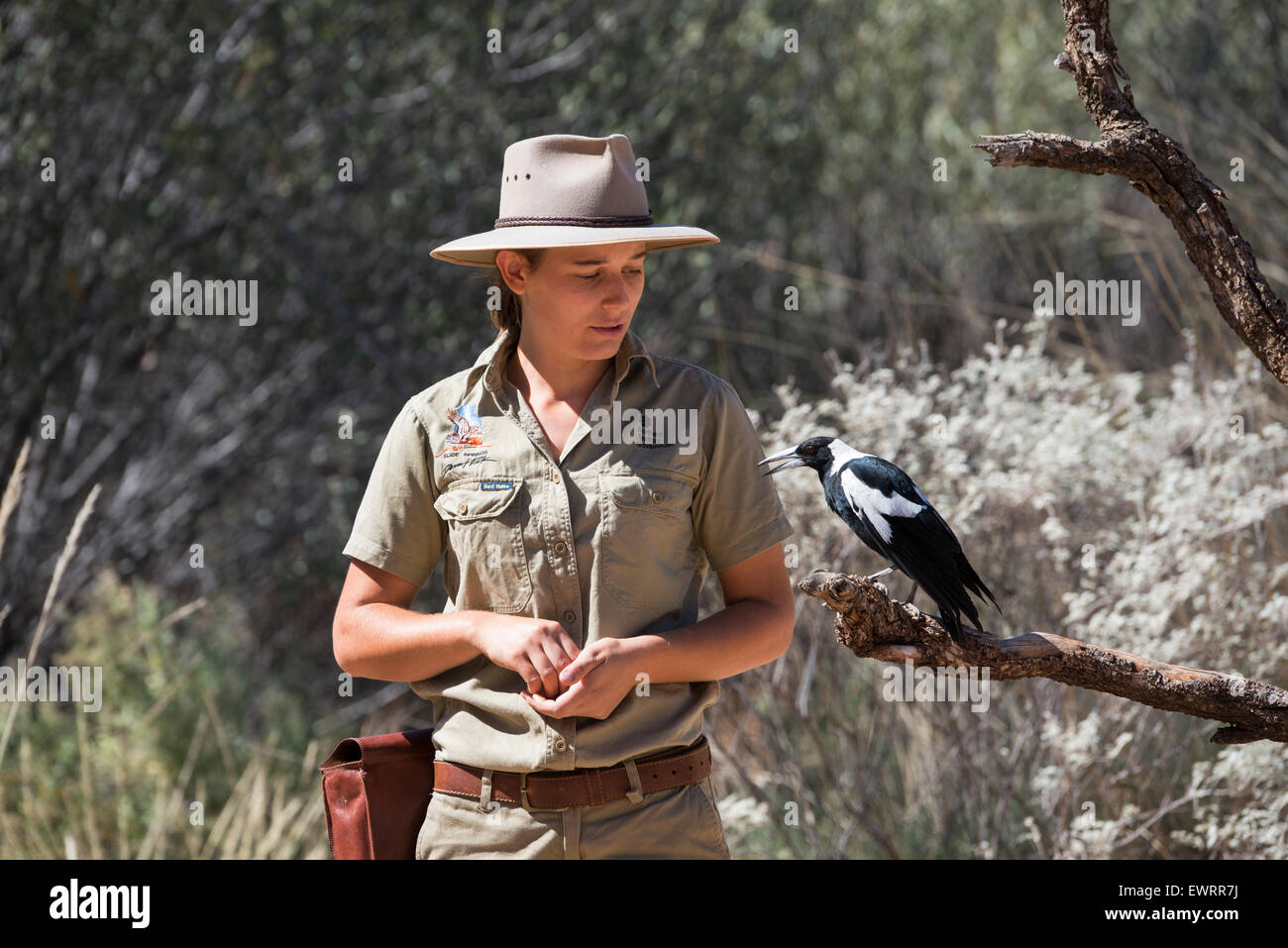 Australien, NT, Alice Springs. Alice Springs Desert Park. Parkranger ...