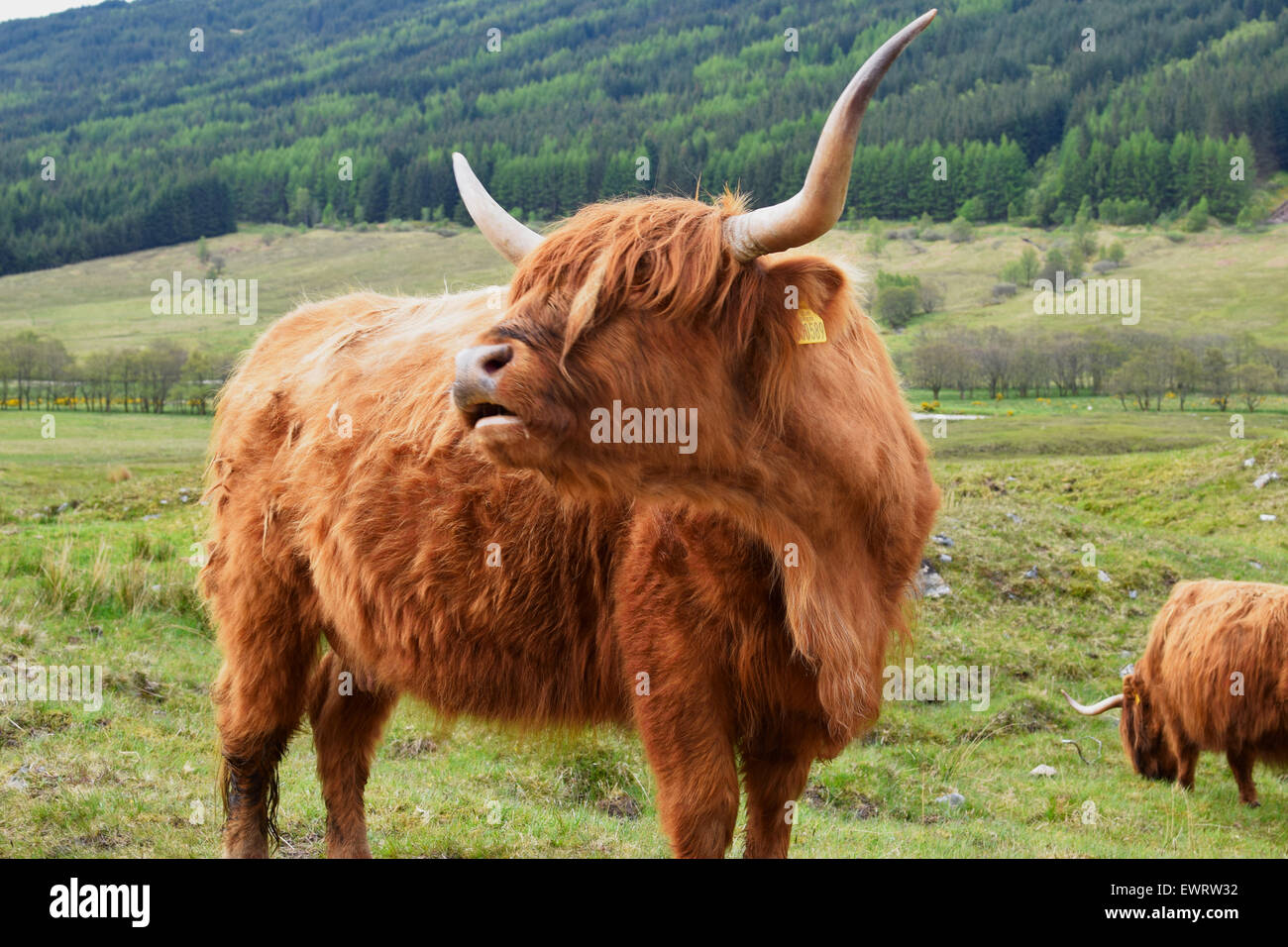 Die traditionellen schottischen Highland-Kuh. Auch bekannt als eine ...