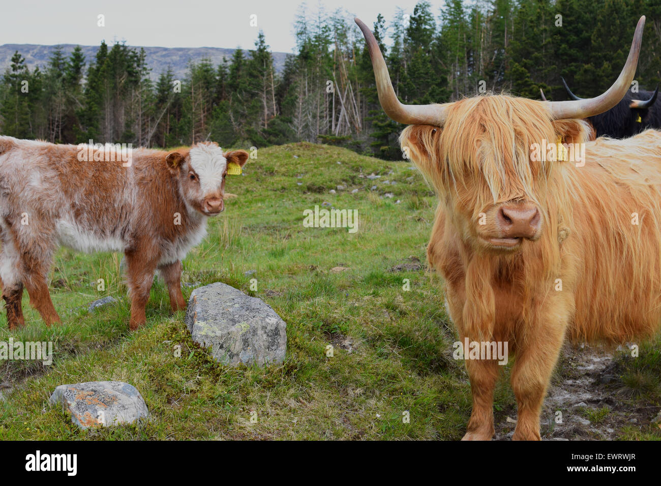 Fluffy cow -Fotos und -Bildmaterial in hoher Auflösung – Alamy