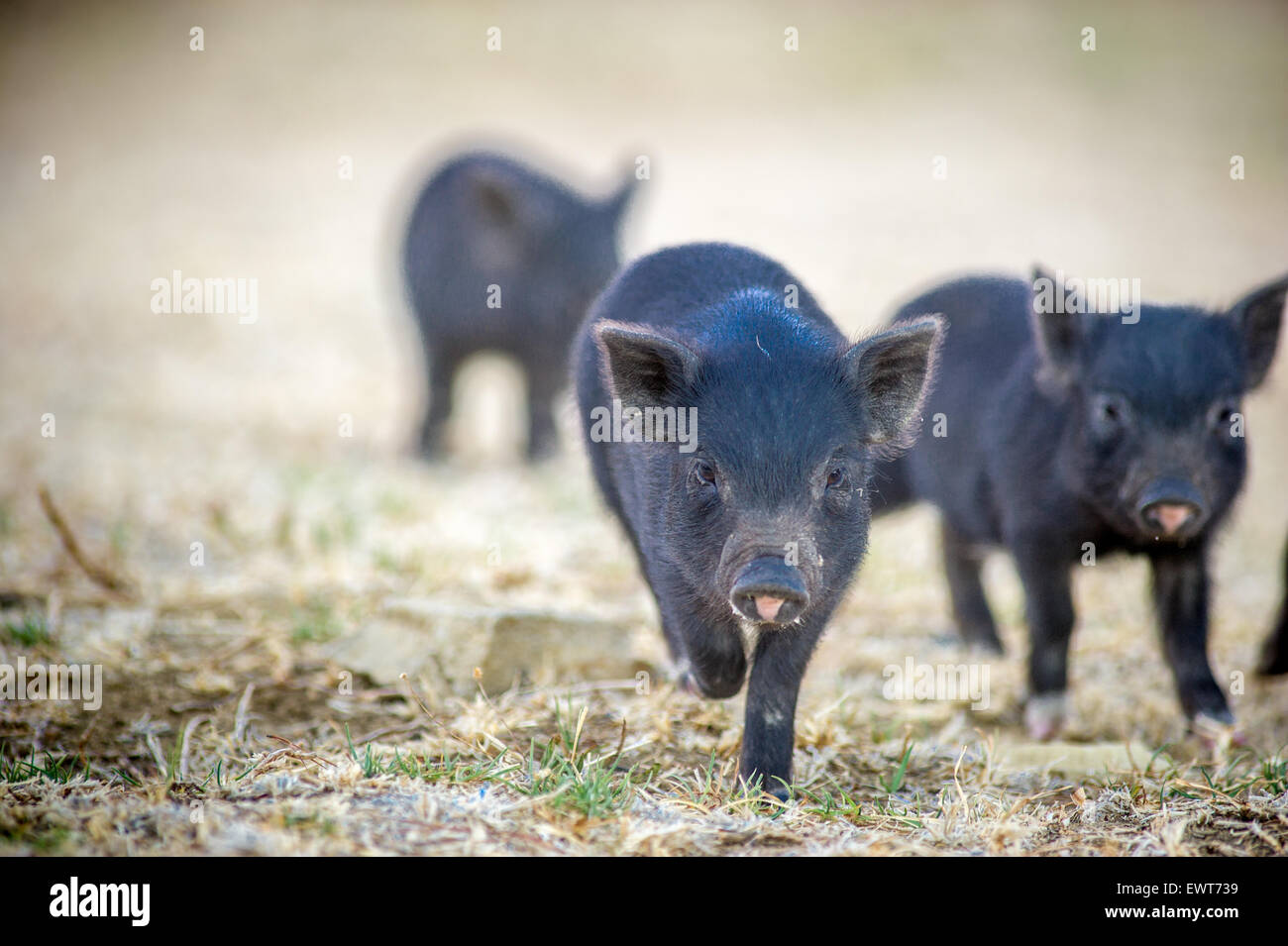 Südafrika - Ferrel Topf Bauch Schweine auf dem Bauernhof ...