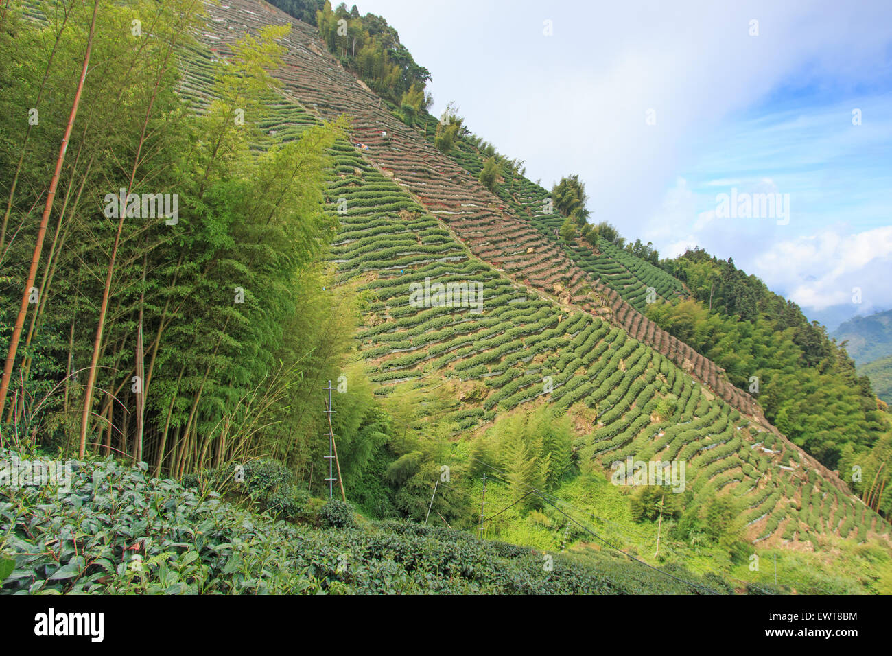 Taiwan tea plantation -Fotos und -Bildmaterial in hoher Auflösung – Alamy
