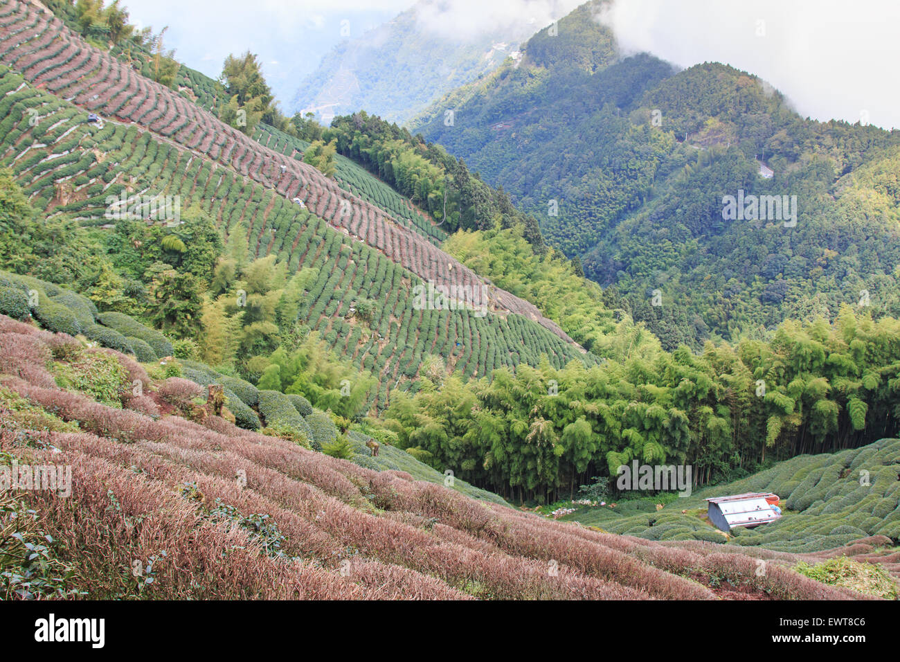 Taiwan tea plantation -Fotos und -Bildmaterial in hoher Auflösung – Alamy