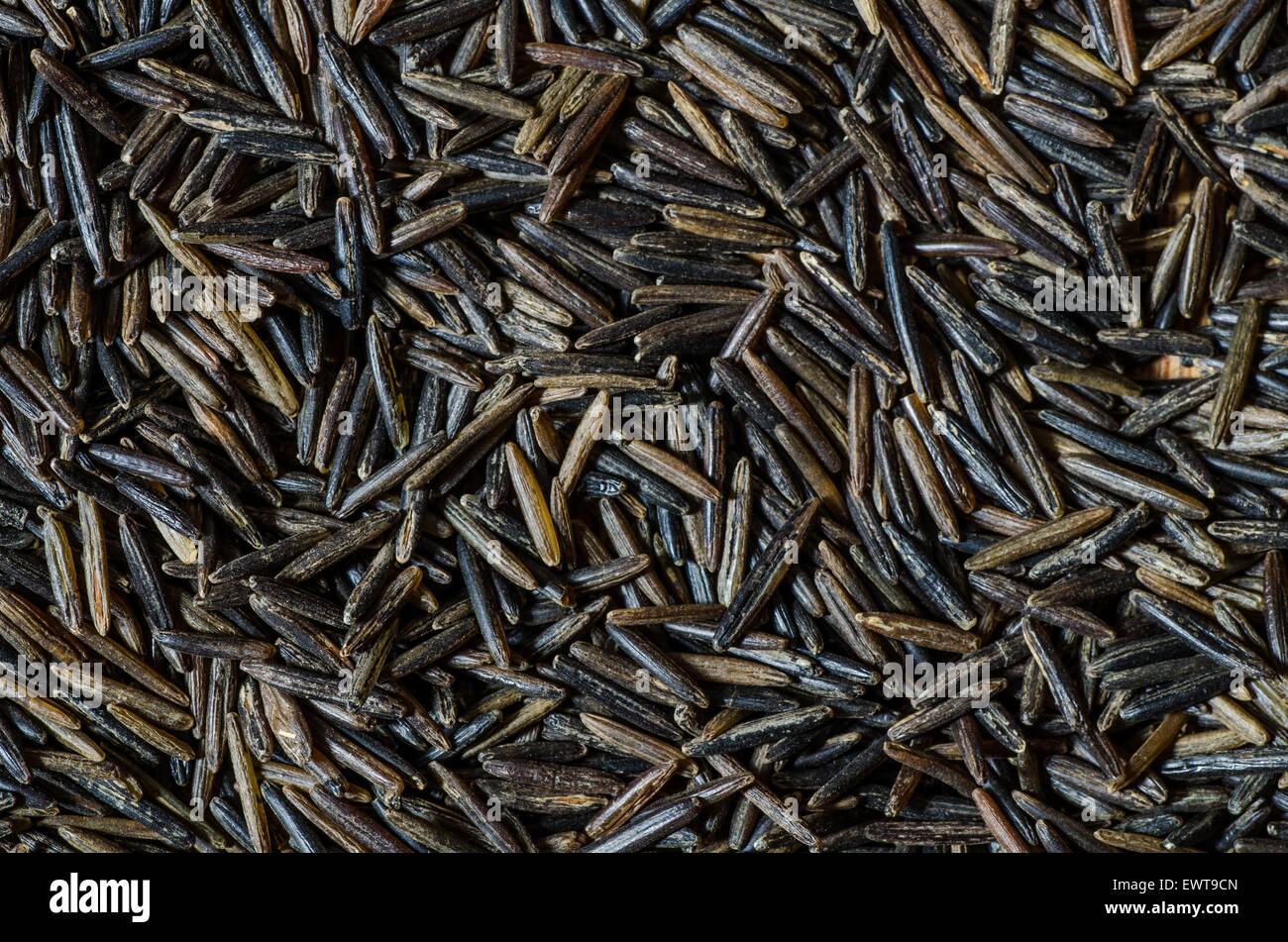 Wilde reispflanze -Fotos und -Bildmaterial in hoher Auflösung – Alamy