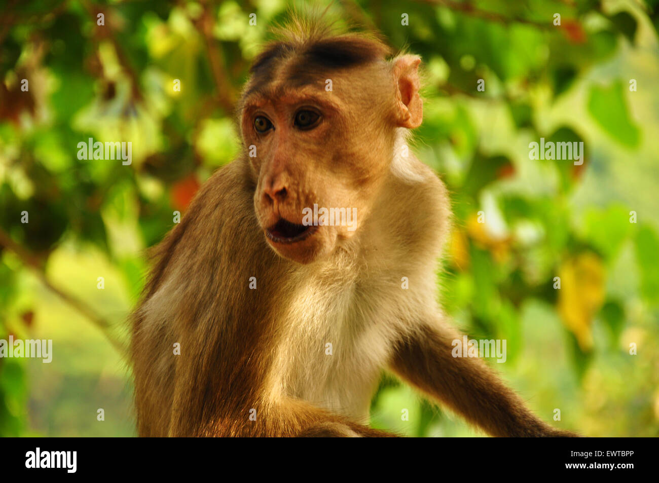 Affe mit offenem mund -Fotos und -Bildmaterial in hoher Auflösung – Alamy Affe mit offenem mund -Fotos und -Bildmaterial in hoher Auflösung – Alamy
