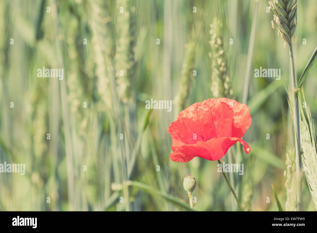 Mohn blumen makro -Fotos und -Bildmaterial in hoher Auflösung - Seite 28 - Alamy