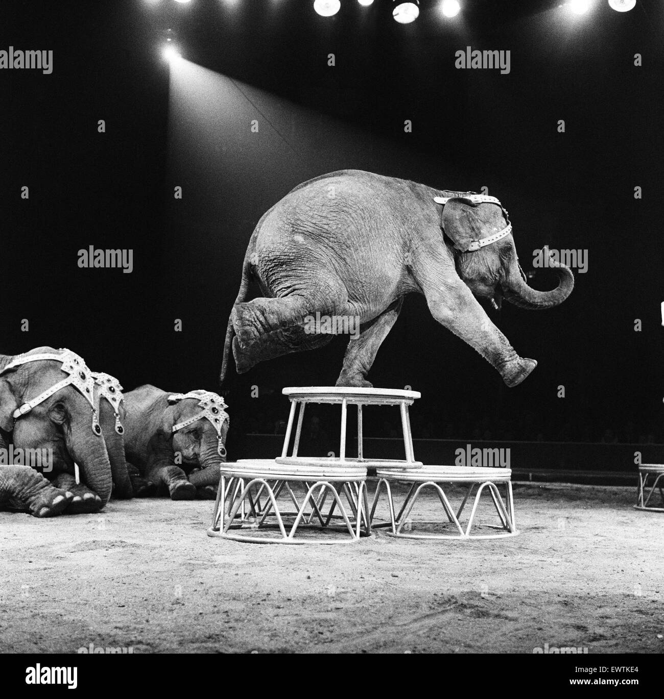 Zirkus Elefant Stockfotos und -bilder Kaufen - Alamy
