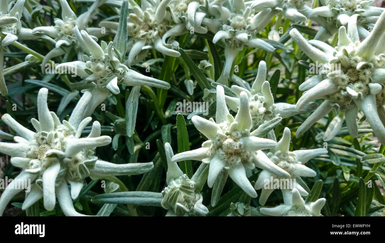 Leontopodium Alpinum, berühmten Blumenmarkt Edelweiss, Symbol der Alpen ...