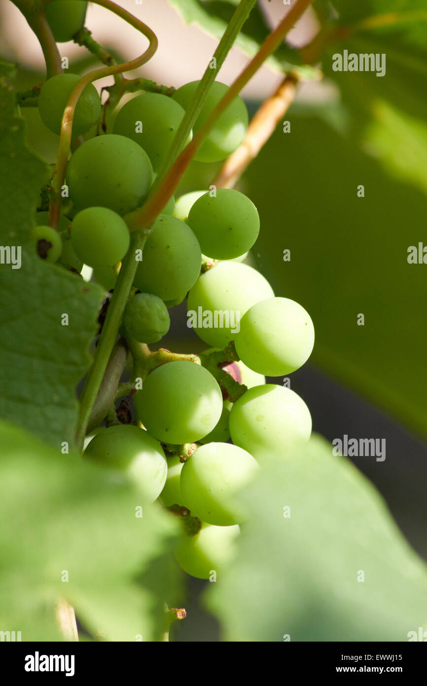 Trauben, die rebe anbauen -Fotos und -Bildmaterial in hoher Auflösung ...