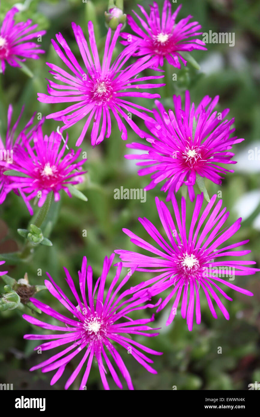 Fiori rosa margherita -Fotos und -Bildmaterial in hoher Auflösung – Alamy