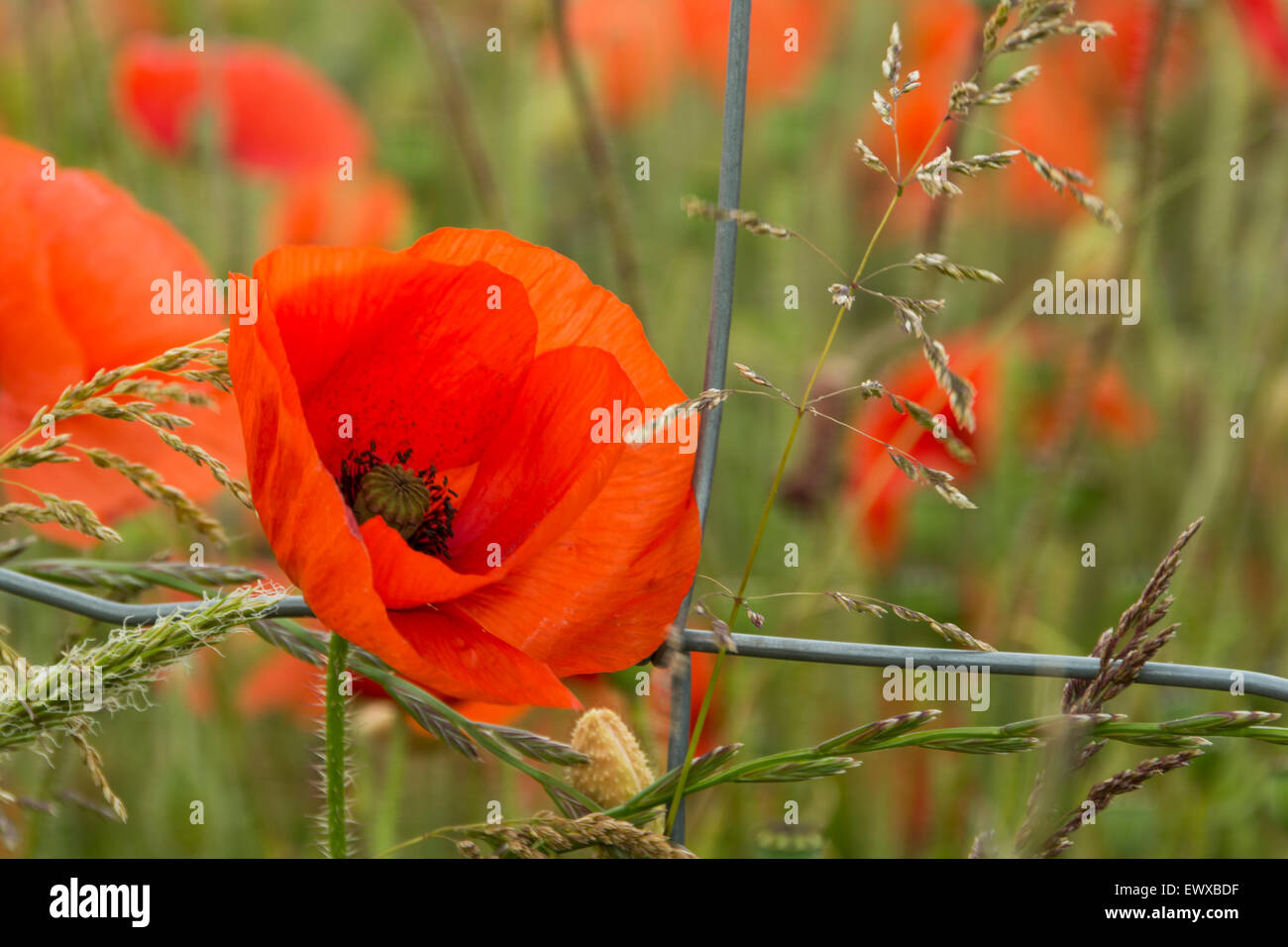 English fence fenced -Fotos und -Bildmaterial in hoher Auflösung – Alamy