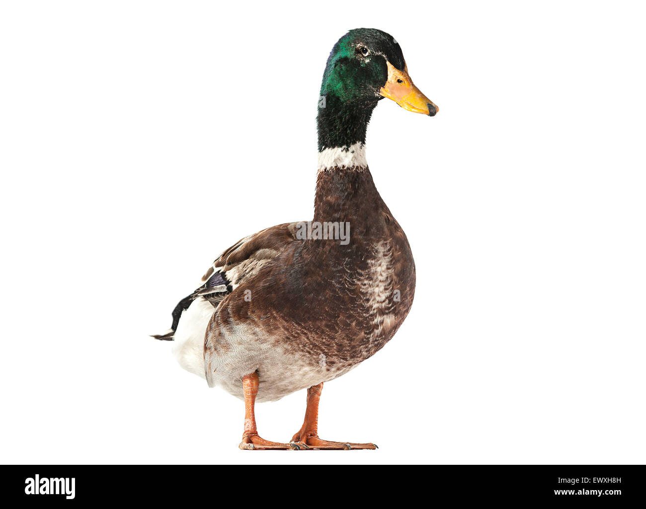 Wilde ente -Fotos und -Bildmaterial in hoher Auflösung – Alamy