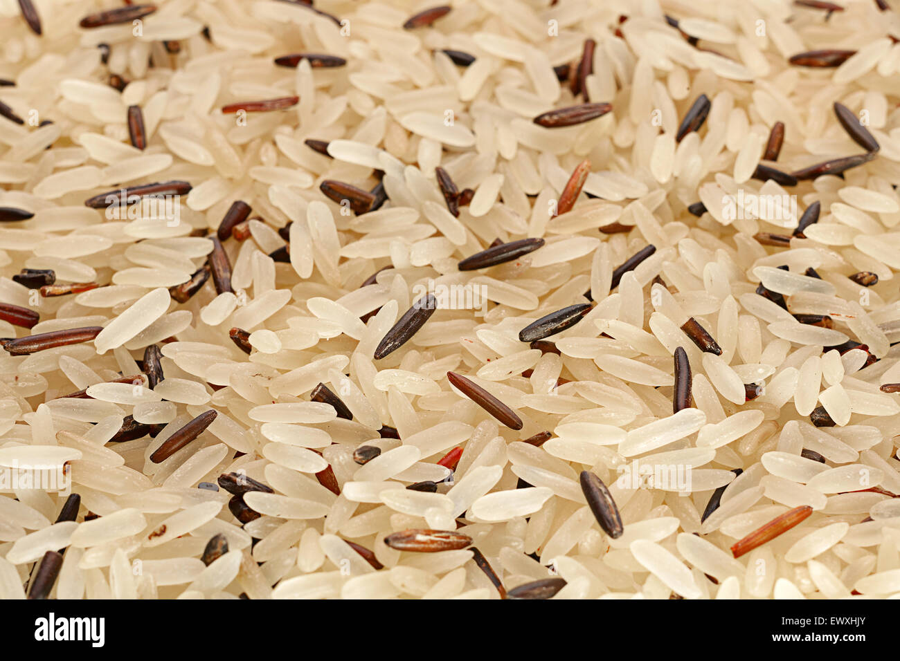 Trockener wildreis -Fotos und -Bildmaterial in hoher Auflösung – Alamy