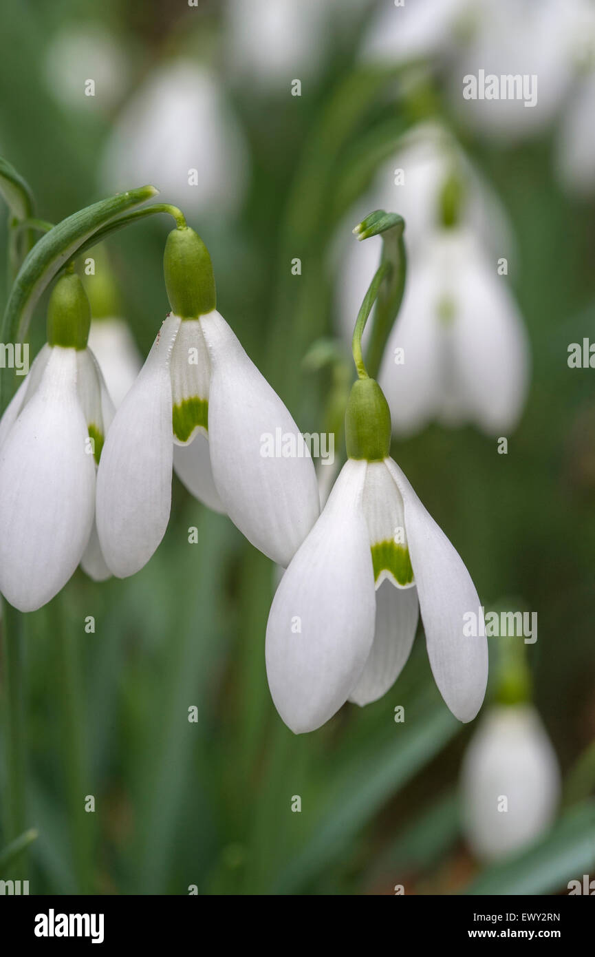 Galanthus galatea -Fotos und -Bildmaterial in hoher Auflösung – Alamy