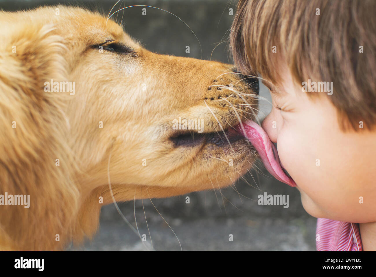 Dog licking boy -Fotos und -Bildmaterial in hoher Auflösung – Alamy