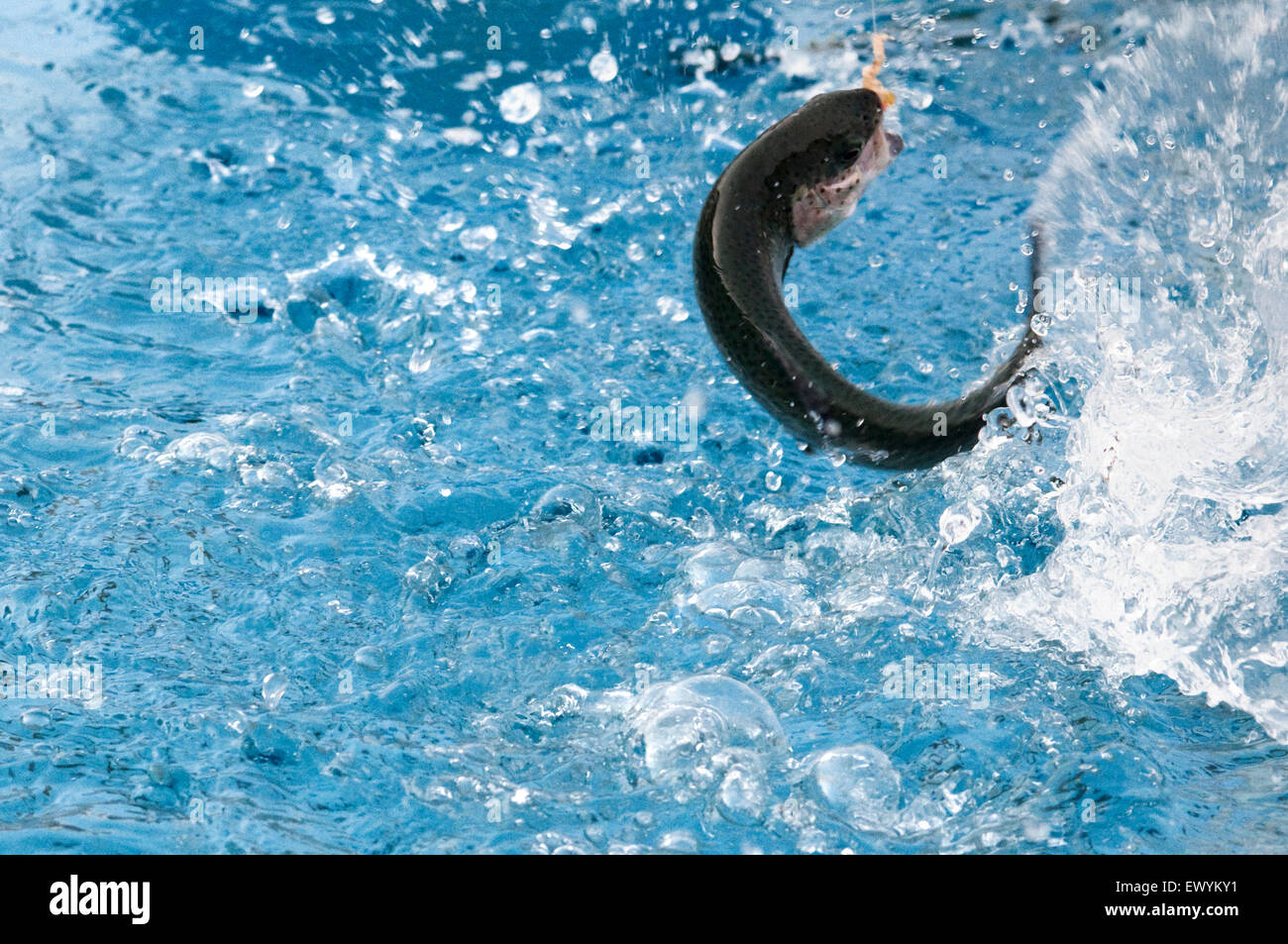 Forellen springen -Fotos und -Bildmaterial in hoher Auflösung – Alamy
