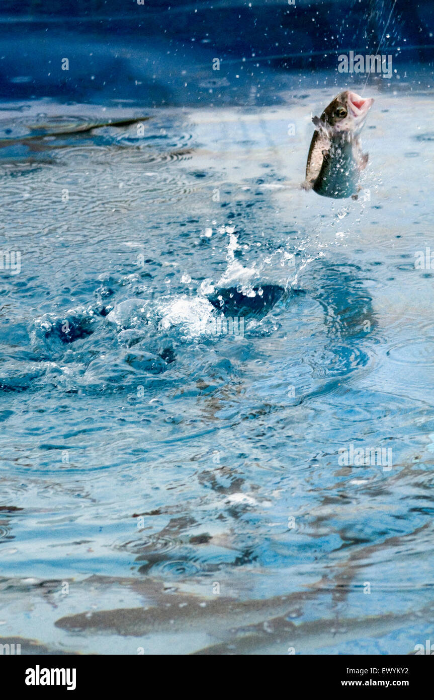 Forelle gefangen -Fotos und -Bildmaterial in hoher Auflösung – Alamy