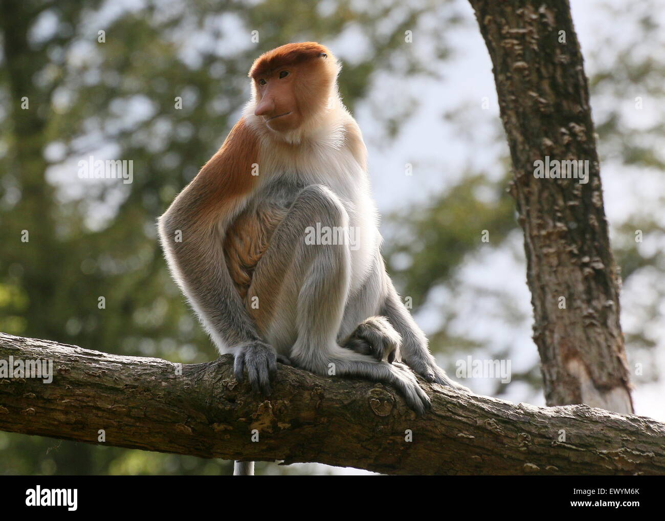 Rüsselaffe junger mann -Fotos und -Bildmaterial in hoher Auflösung – Alamy