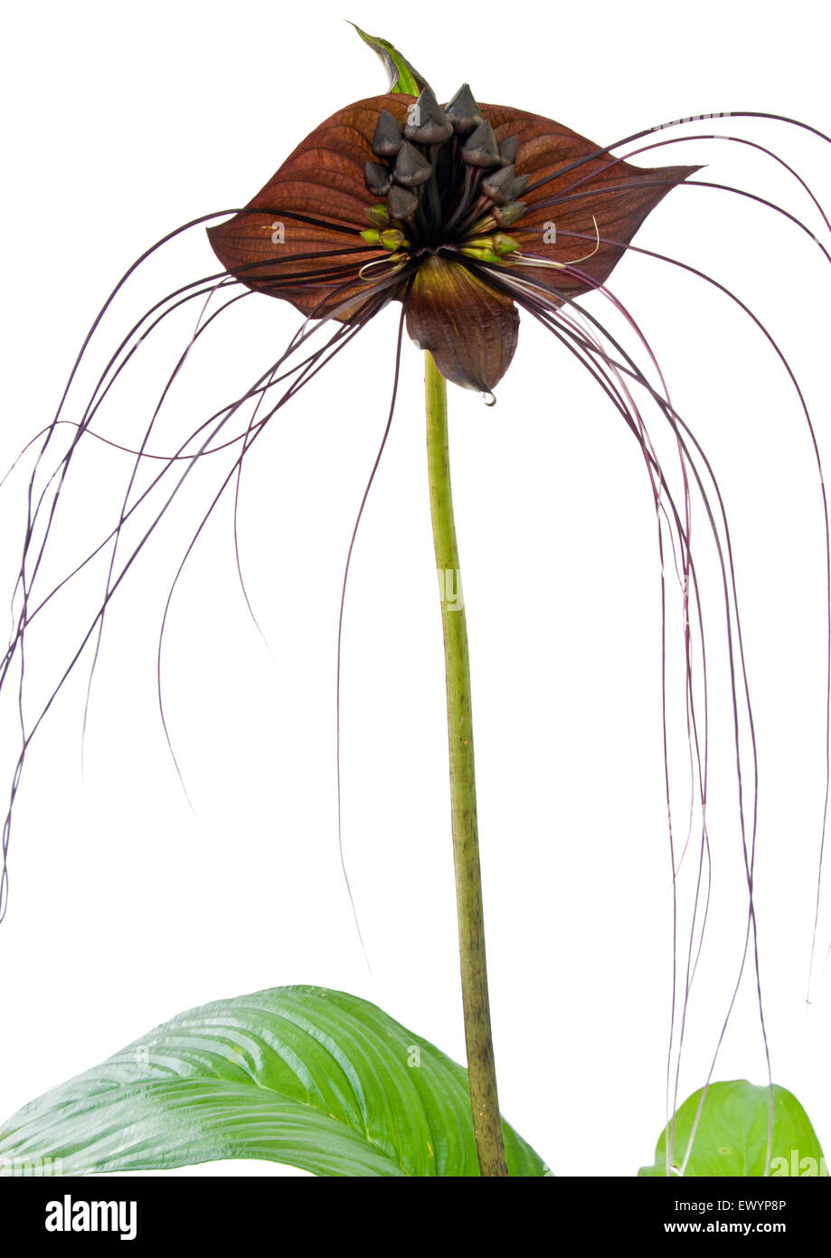 Schwarze Fledermaus Blume oder Tacca Chantrieri wachsen wild in den ...