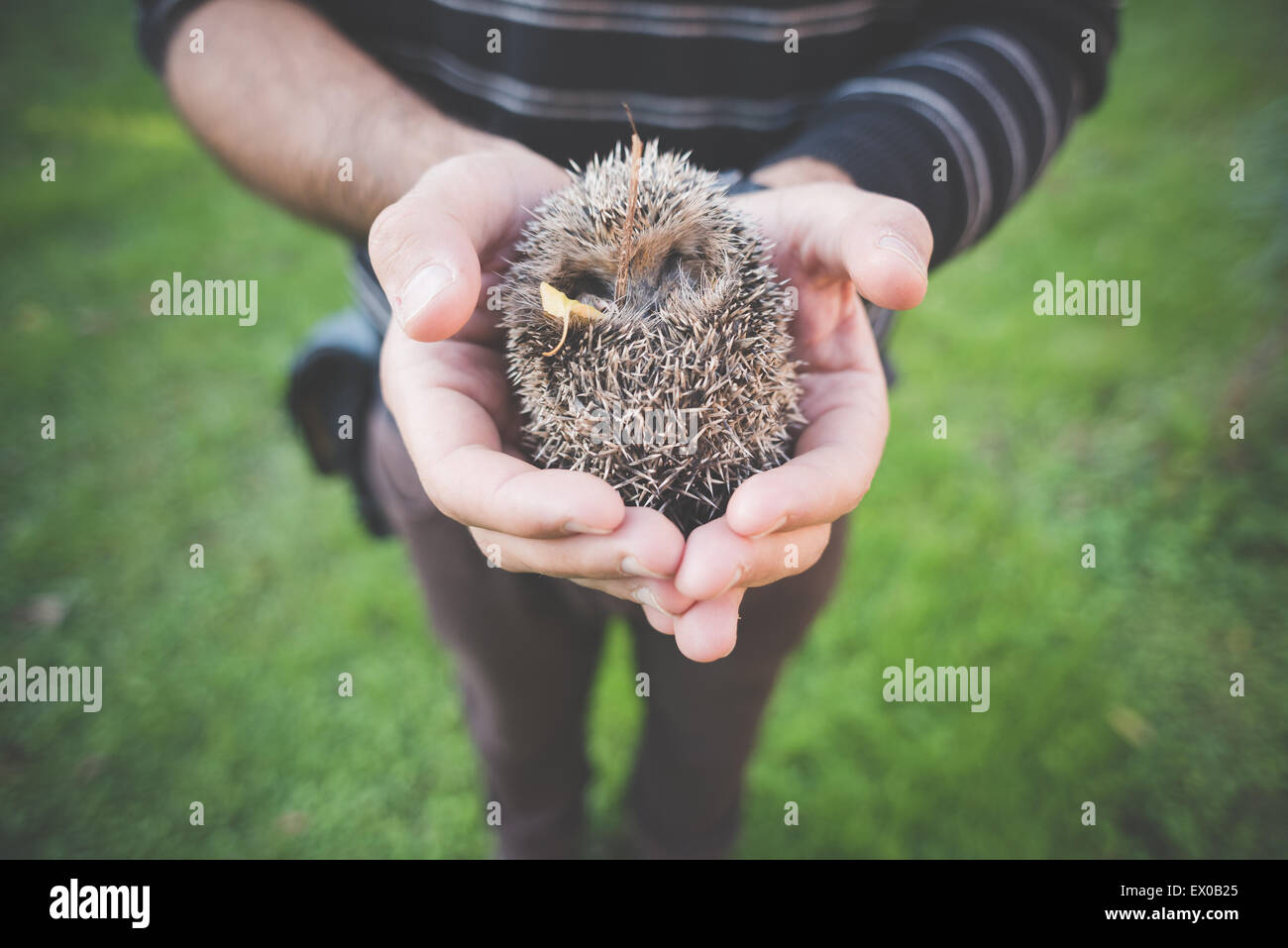 Igel anatomie -Fotos und -Bildmaterial in hoher Auflösung – Alamy