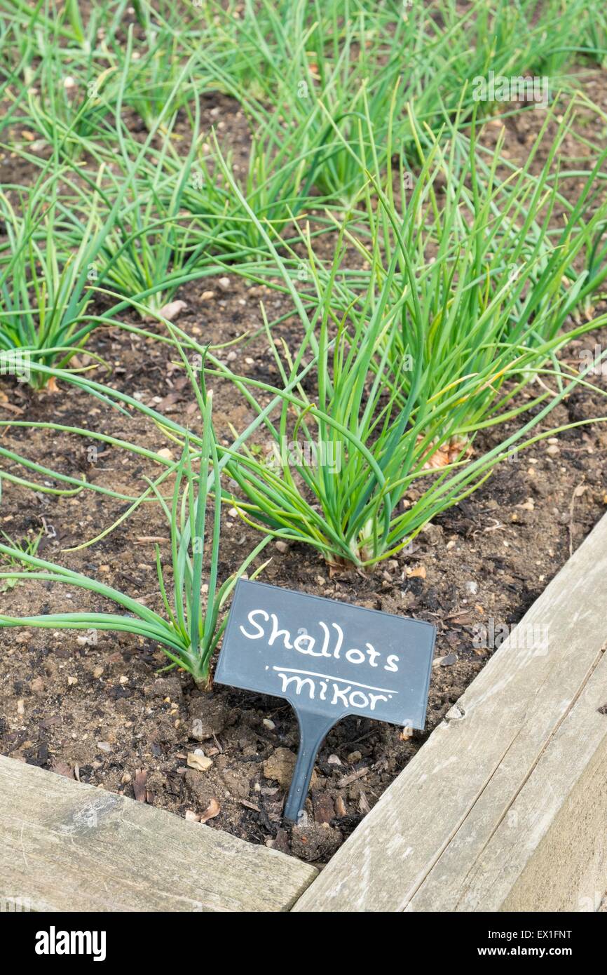 Reihe von schalotten -Fotos und -Bildmaterial in hoher Auflösung – Alamy