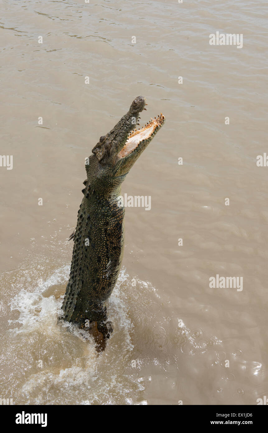 Australien, NT, Winnellie 1 Stunde von Darwin. Fenster auf die ...