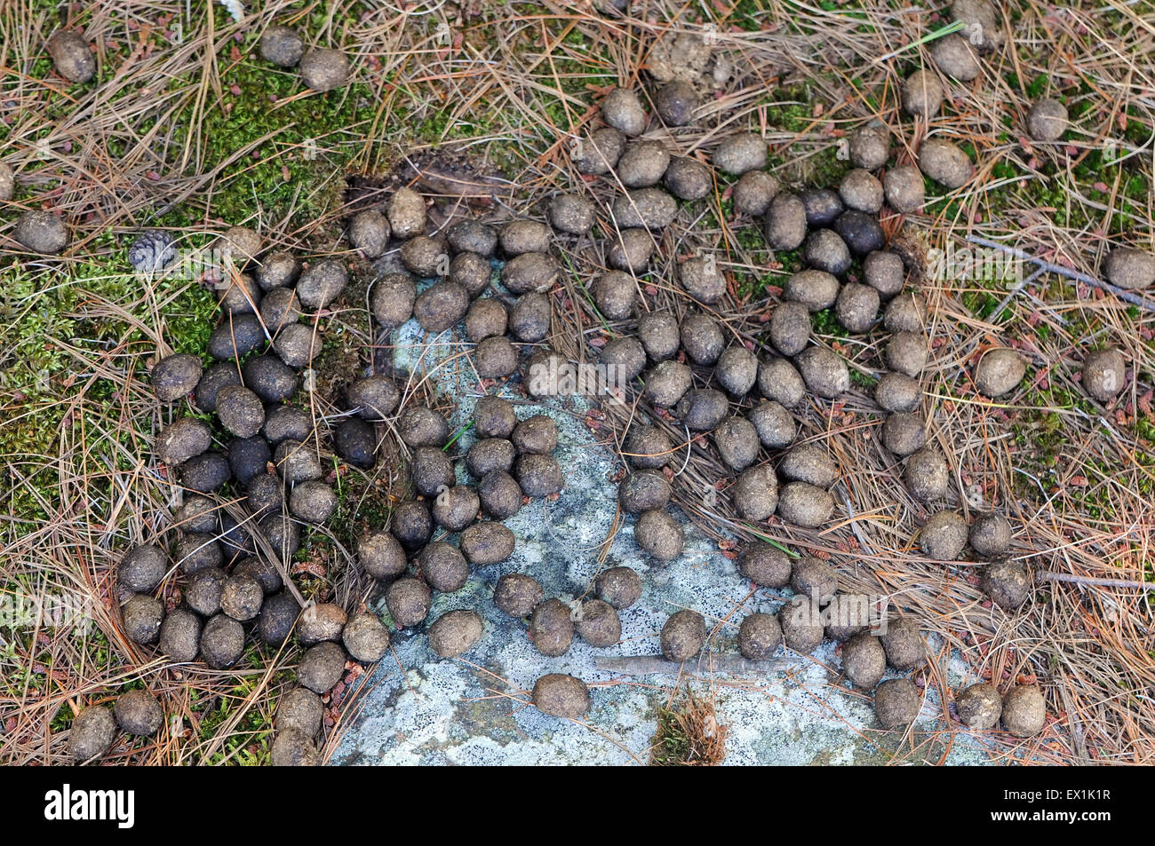 Wald tier müll -Fotos und -Bildmaterial in hoher Auflösung – Alamy