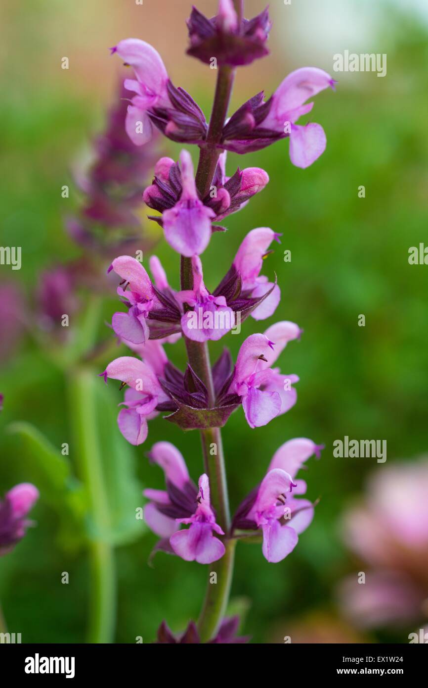 Salvia sylvestris rosenkönigin -Fotos und -Bildmaterial in hoher ...