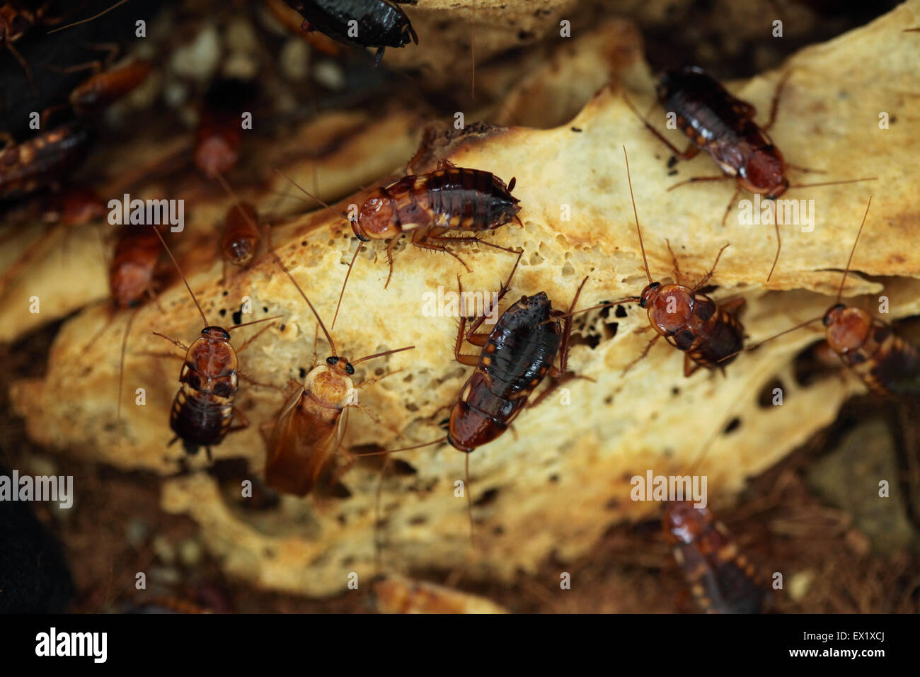 Rostige rote kakerlake -Fotos und -Bildmaterial in hoher Auflösung – Alamy