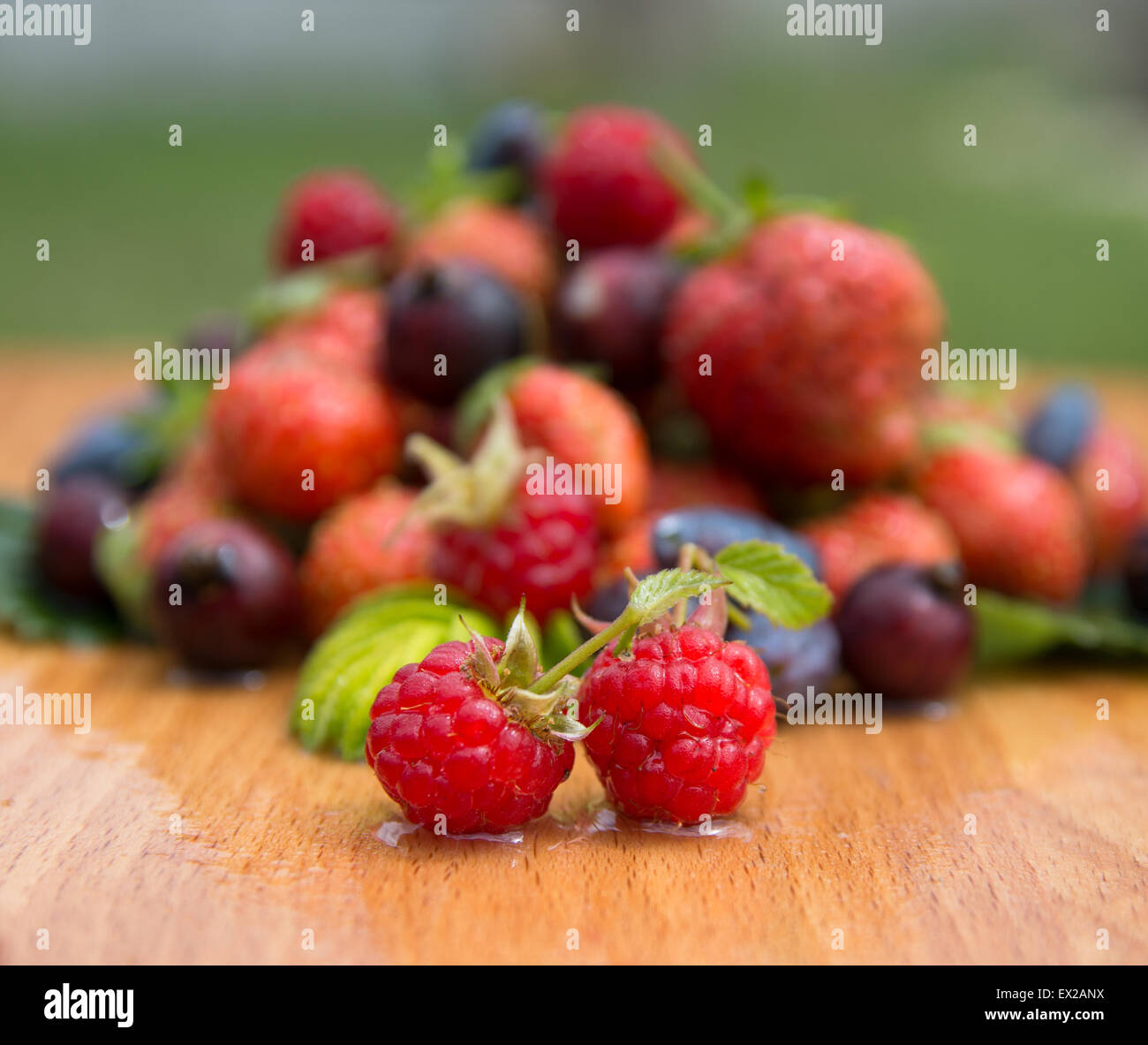 Crimson berries -Fotos und -Bildmaterial in hoher Auflösung – Alamy