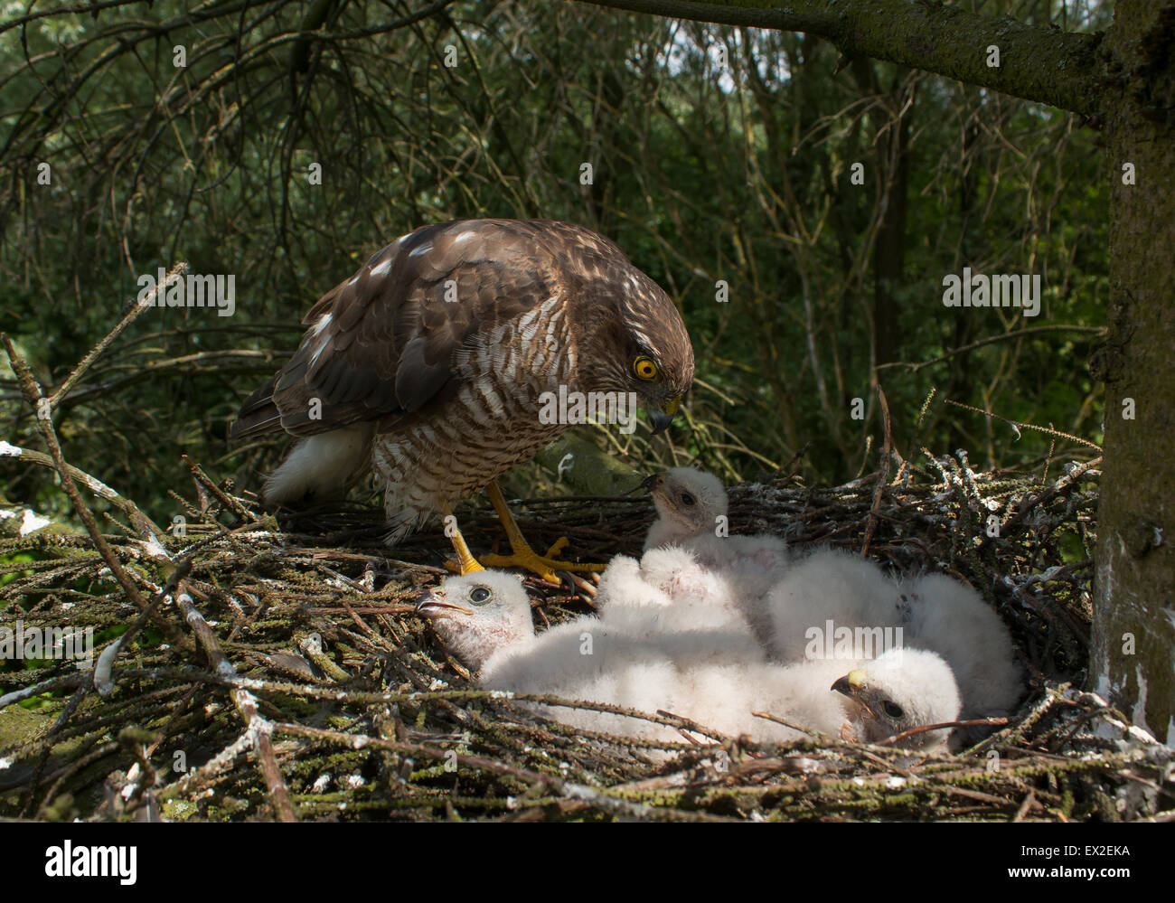 Nest mit jungen sperber -Fotos und -Bildmaterial in hoher Auflösung – Alamy