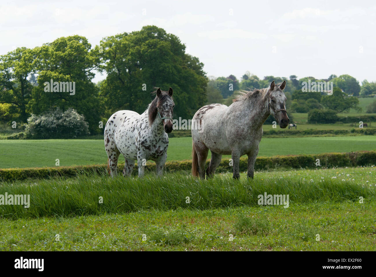 Gefleckte pferde -Fotos und -Bildmaterial in hoher Auflösung – Alamy
