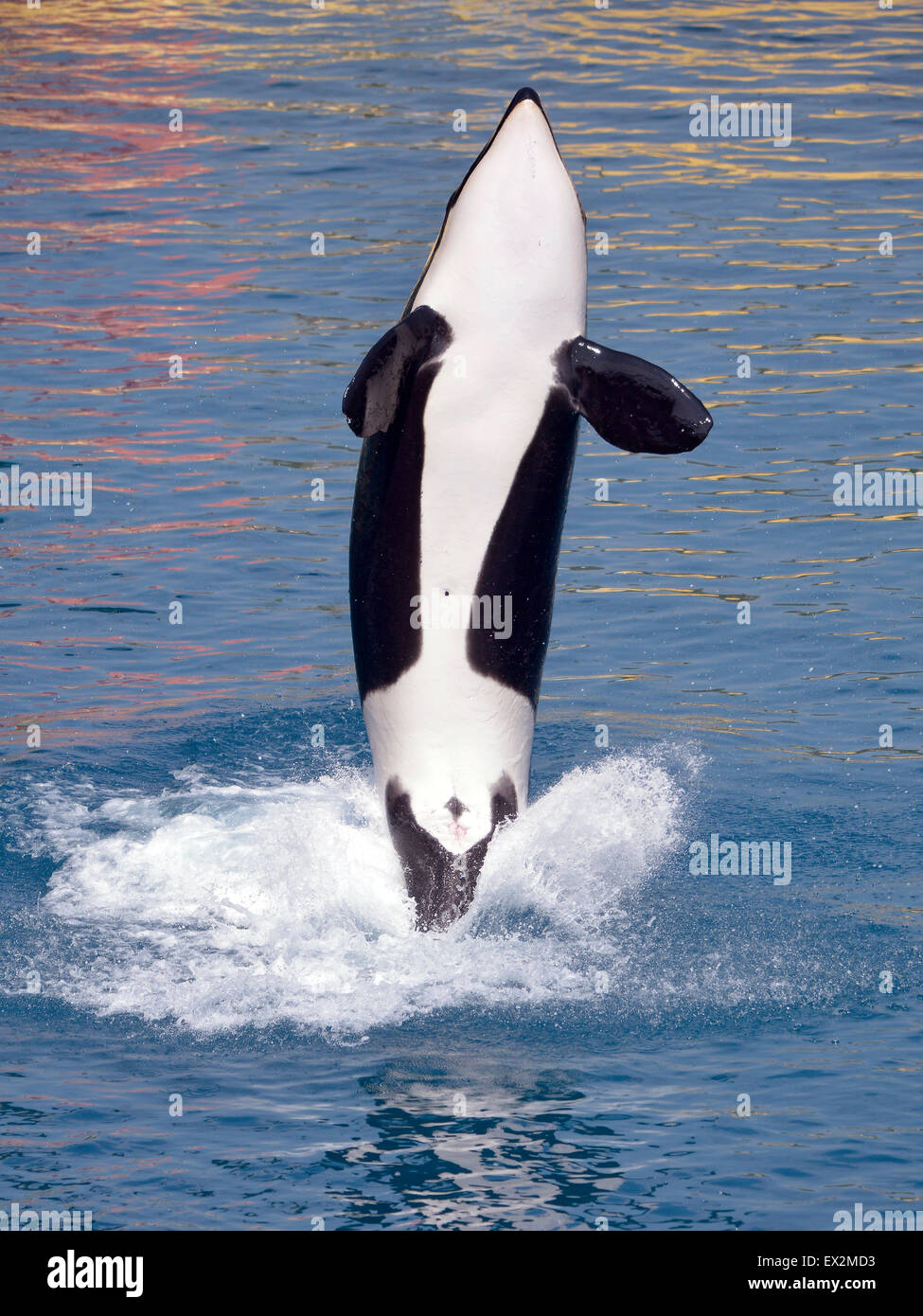 Schwertwal springend -Fotos und -Bildmaterial in hoher Auflösung – Alamy