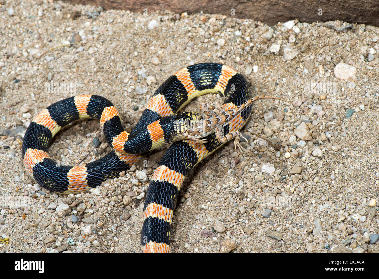 Snake lizard -Fotos und -Bildmaterial in hoher Auflösung – Alamy