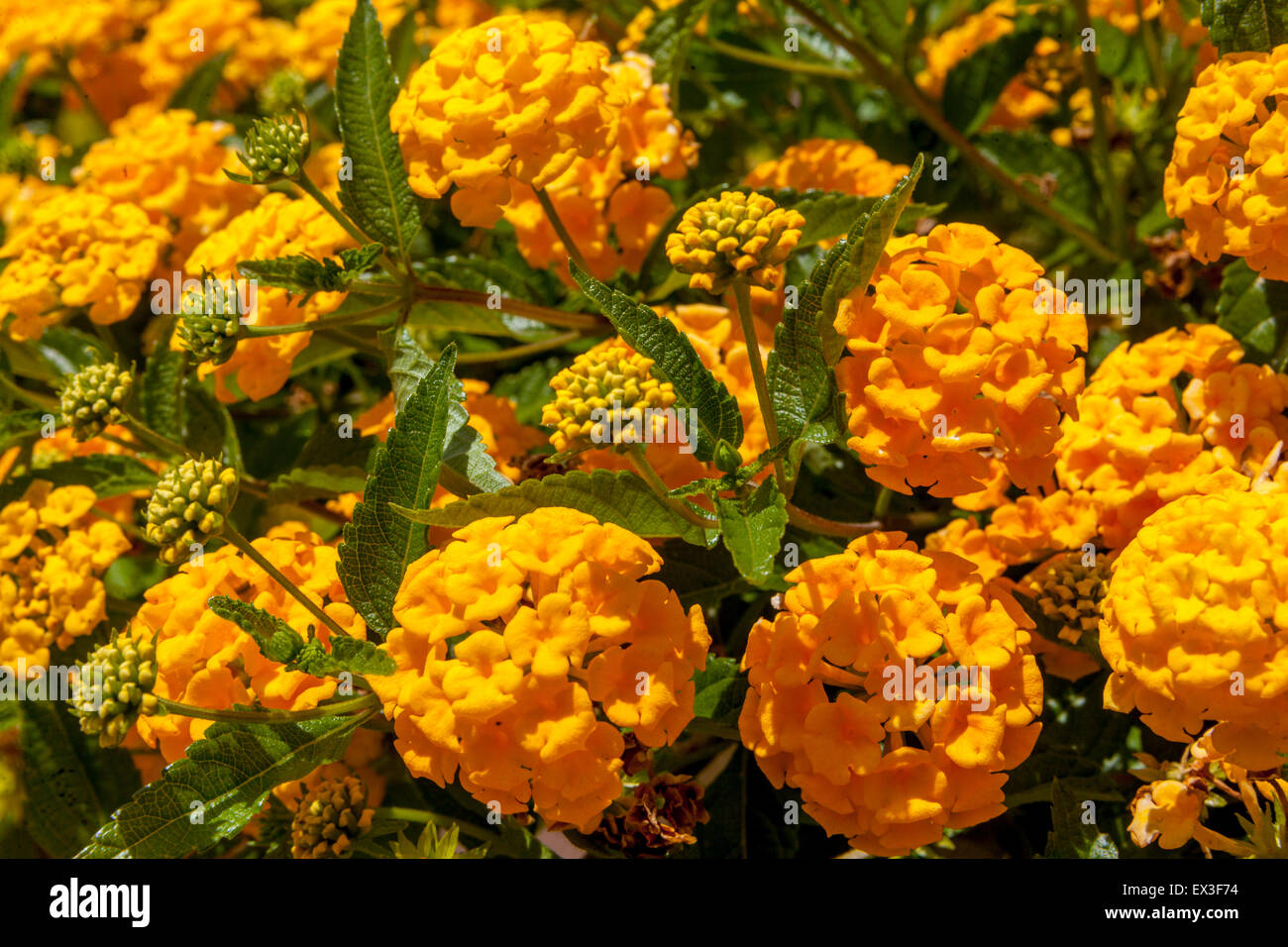 Flora Of Crete Stockfotos & Flora Of Crete Bilder - Alamy