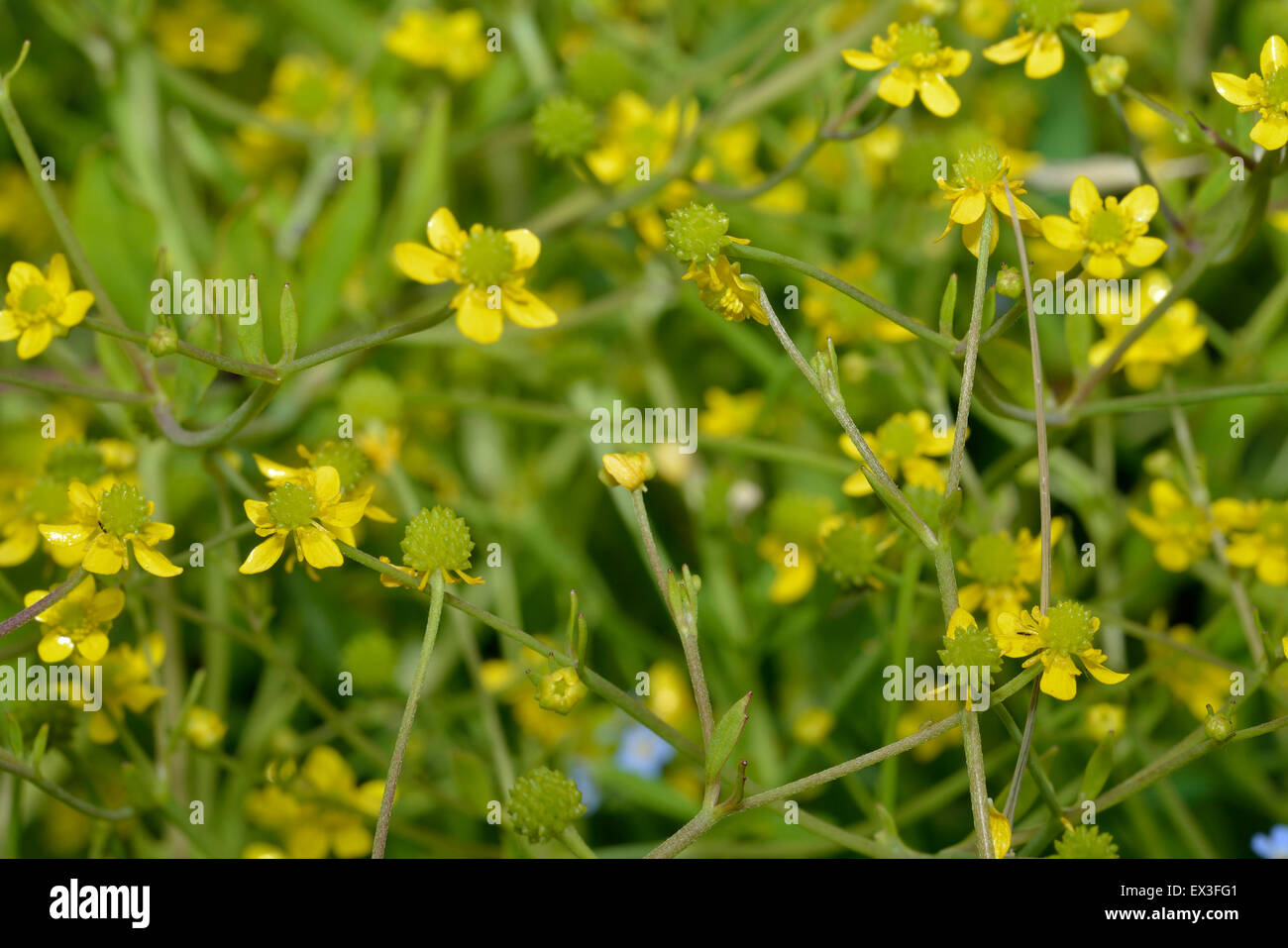 Adderstongue Spearwort - Ranunculus Ophioglossifolius bekannte lokal ...