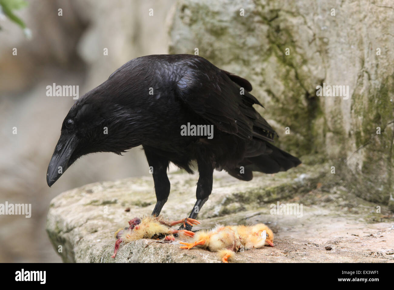 Gemeinsamen Rabe (Corvus Corax) Essen totes Huhn im Frankfurter Zoo in ...