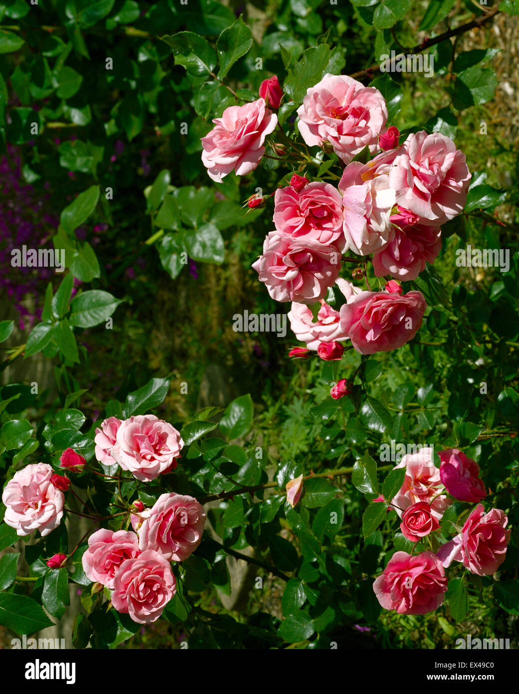 Lachsrosa floribunda rose -Fotos und -Bildmaterial in hoher Auflösung ...