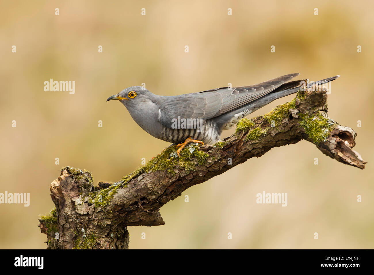 Der kuckuck -Fotos und -Bildmaterial in hoher Auflösung – Alamy