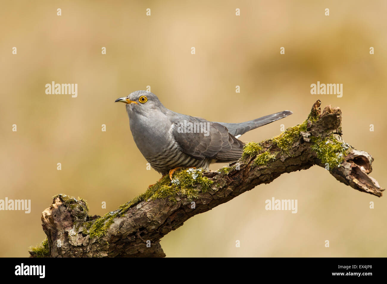Der kuckuck -Fotos und -Bildmaterial in hoher Auflösung – Alamy