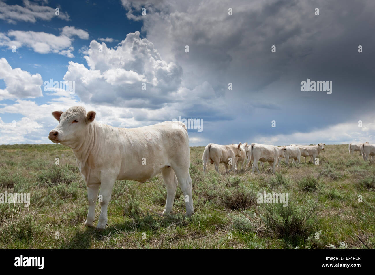 Charolais breed cows -Fotos und -Bildmaterial in hoher Auflösung – Alamy