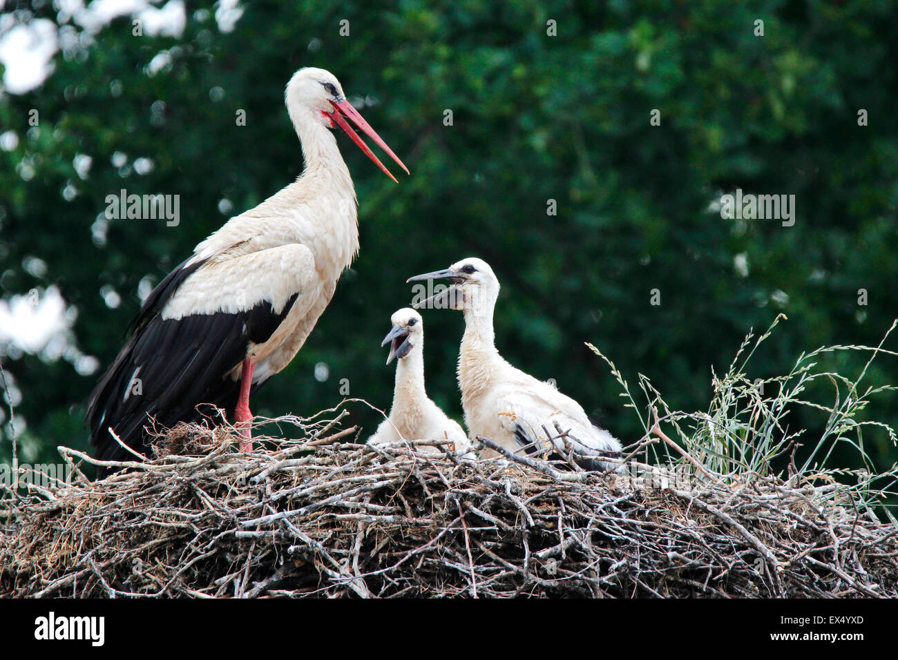 Weißstorch (Ciconia Ciconia) und junge Störche im Nest, Brandenburg ...