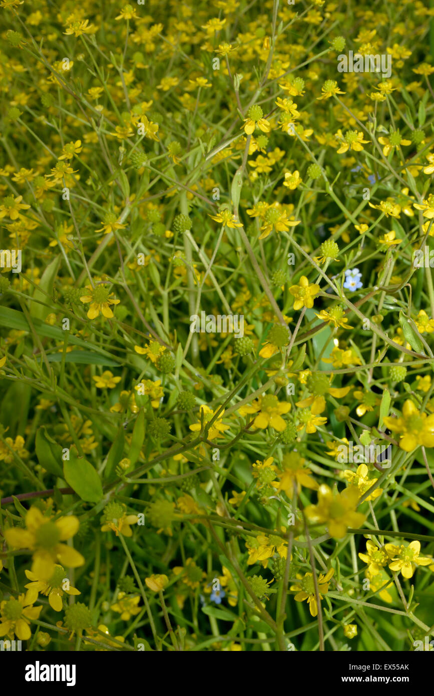 Adderstongue Spearwort - Ranunculus Ophioglossifolius bekannte lokal ...