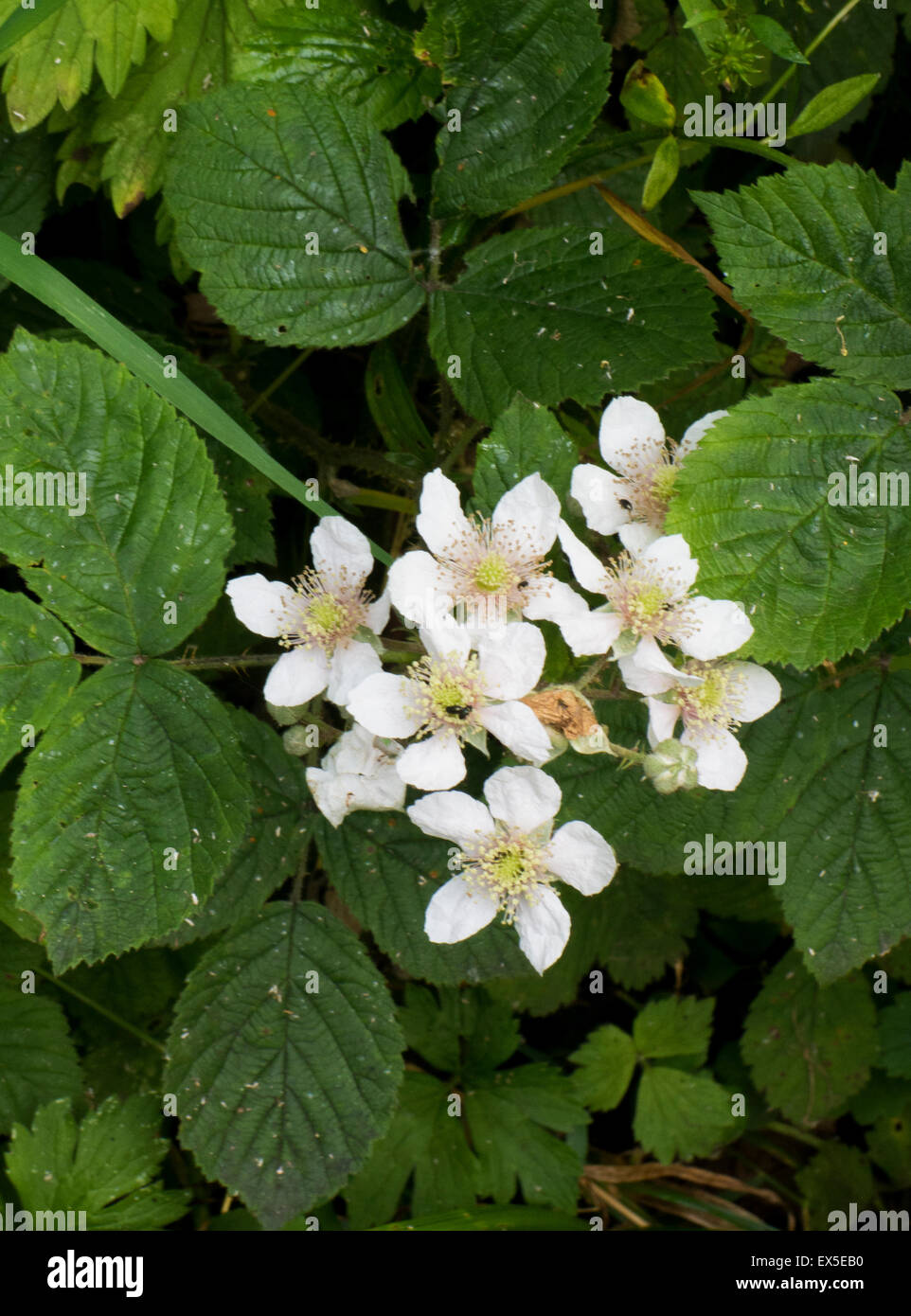 Hund mit blume -Fotos und -Bildmaterial in hoher Auflösung – Alamy