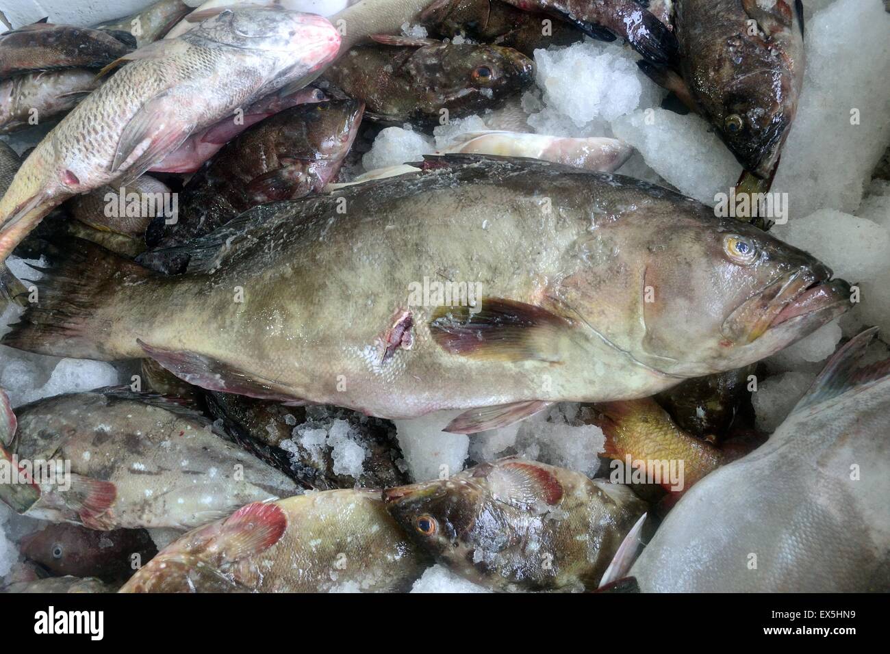 MERO 22jährige Fisch - Port in PUERTO PIZARRO. Abteilung von Tumbes ...
