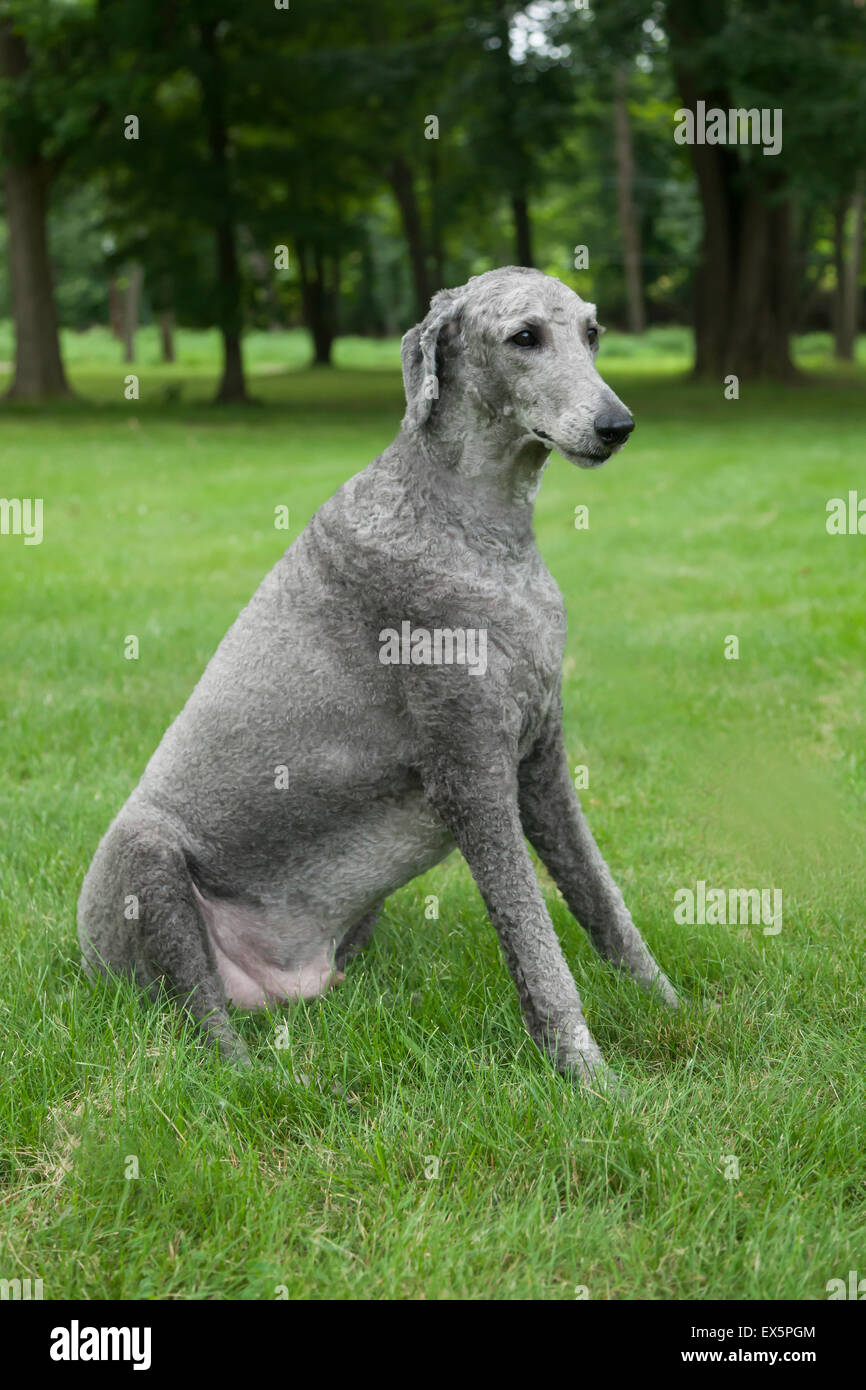 Silver poodle portrait -Fotos und -Bildmaterial in hoher Auflösung – Alamy