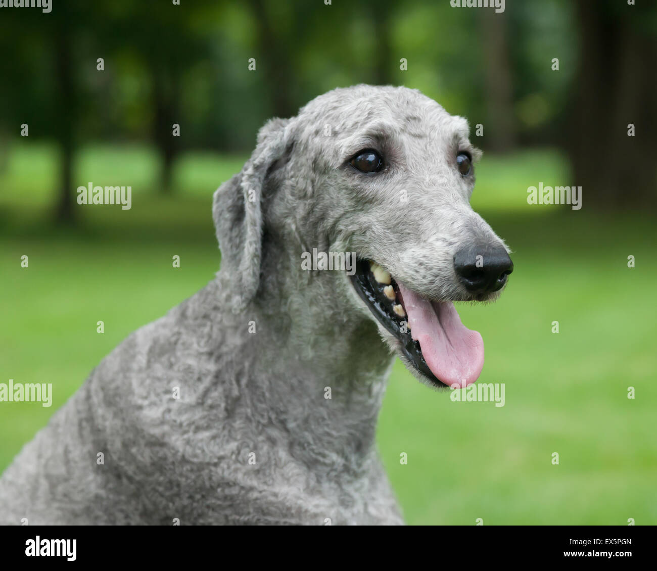 Silver poodle portrait -Fotos und -Bildmaterial in hoher Auflösung – Alamy