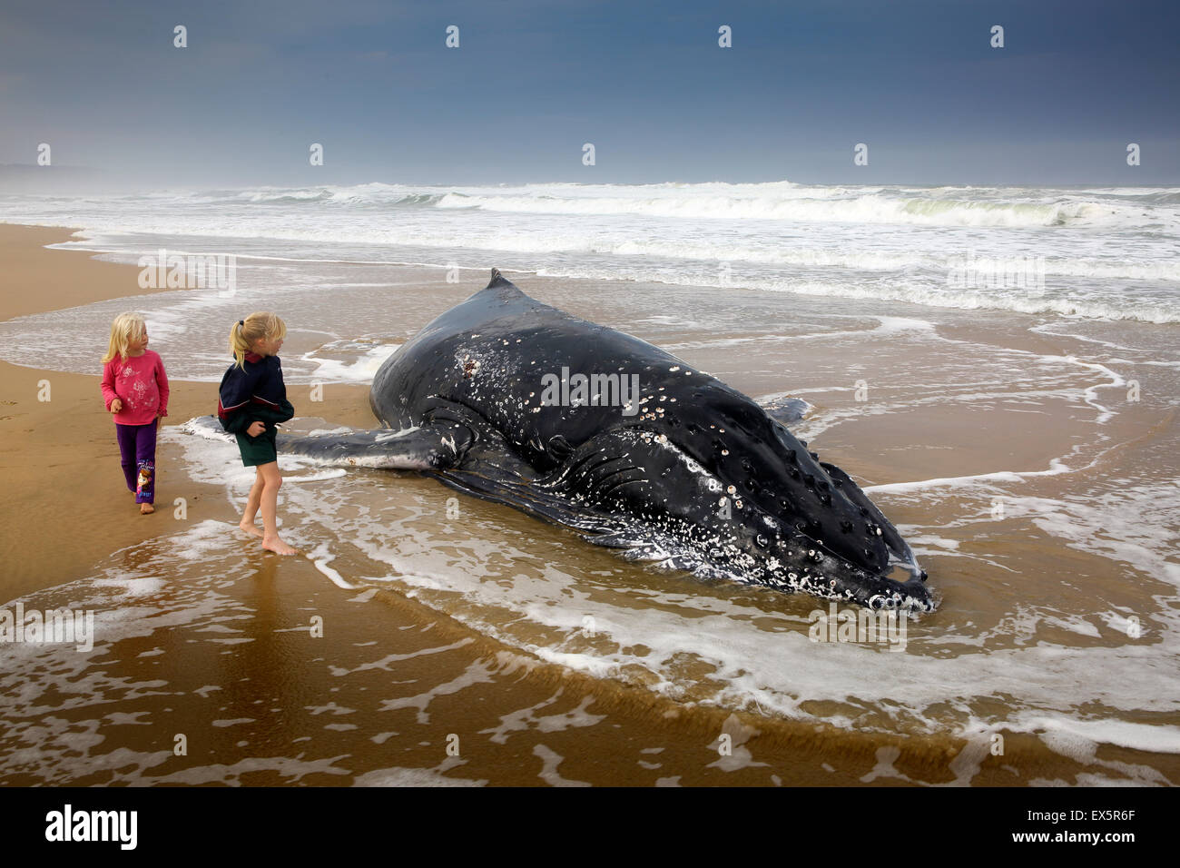 Dead humpback whale -Fotos und -Bildmaterial in hoher Auflösung – Alamy