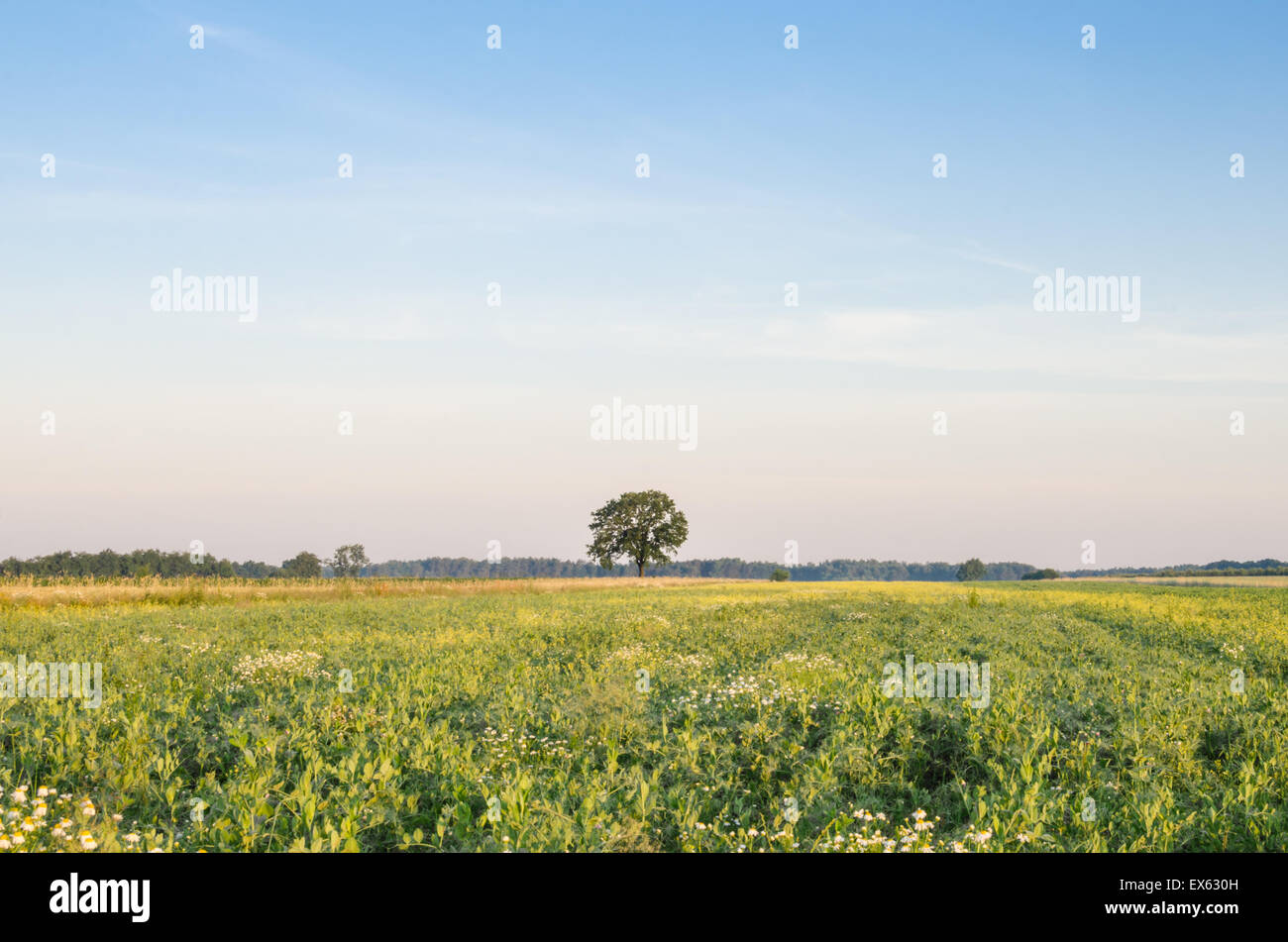 Wiese baum sommer -Fotos und -Bildmaterial in hoher Auflösung – Alamy