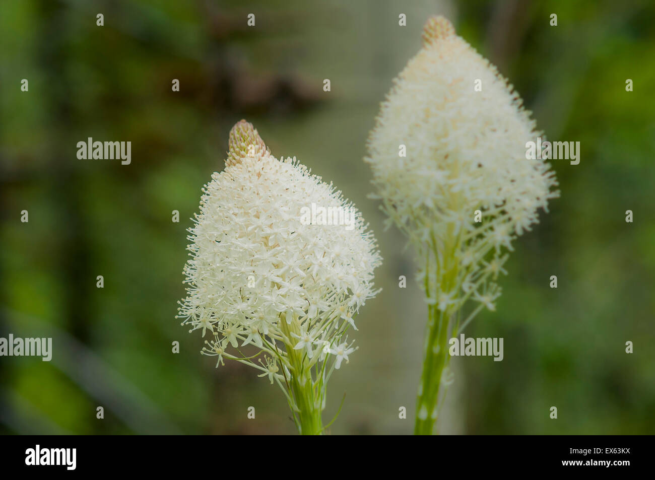 Bärengras Blumen, Waterton Lakes National Park, Alberta, Kanada ...